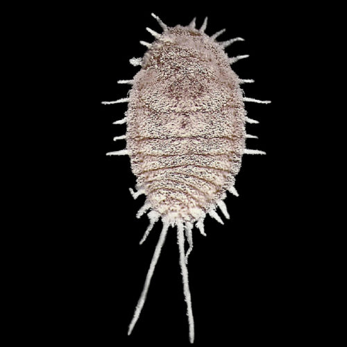 Pests Archive - BioBee Chile