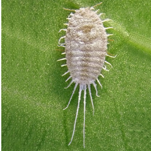 Pests Archive - BioBee Chile