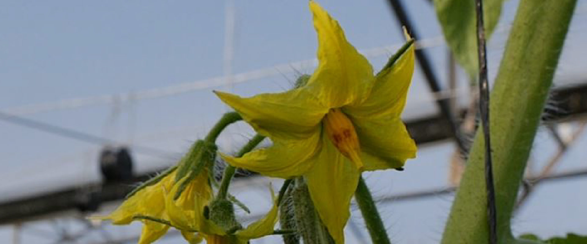 proof of tomato flower pollination - BioBee Chile