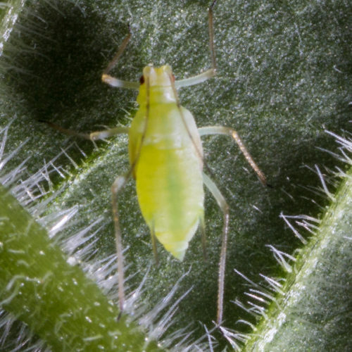 Pests Archive - BioBee Chile
