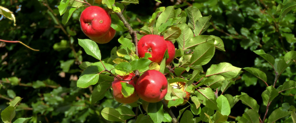 red apples - BioBee Chile