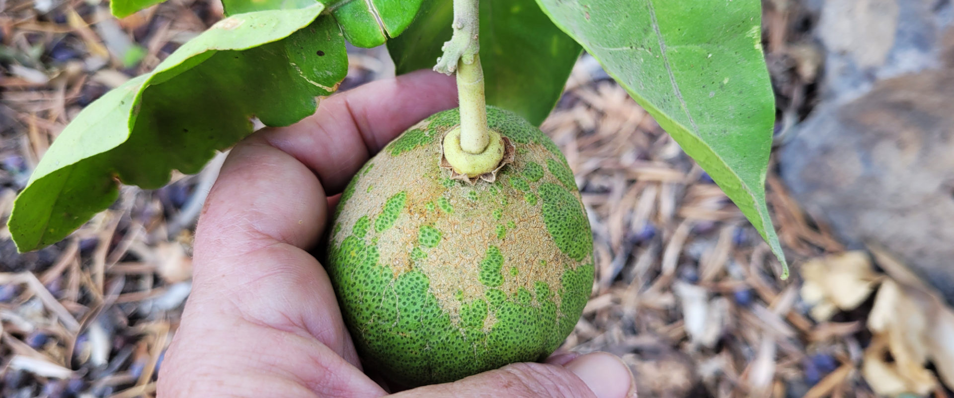 thrip damage on citrus 1 - BioBee Chile