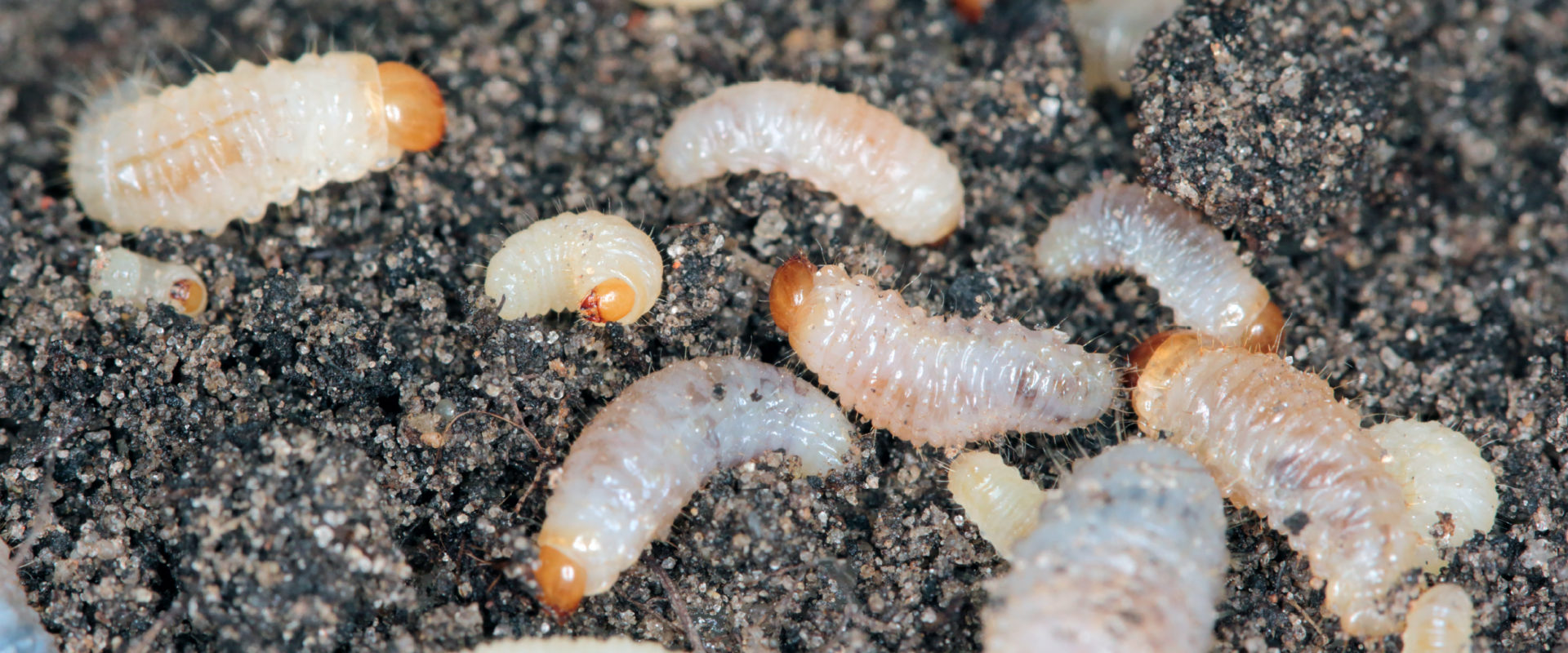 Otiorhynchus Larva - BioBee Chile